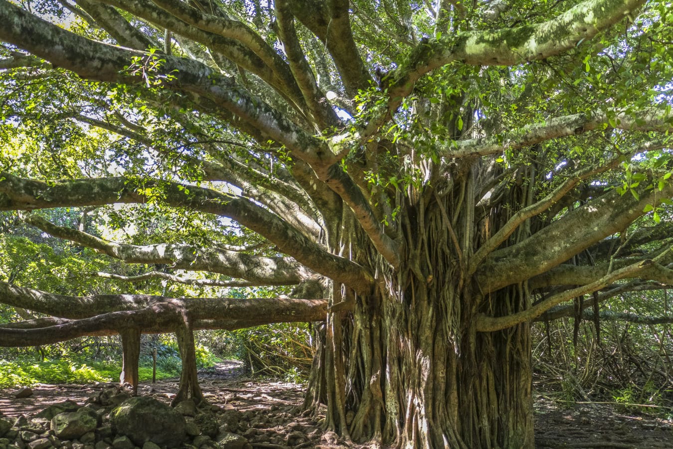 Descubre cuáles son los árboles más emblemáticos de estos países