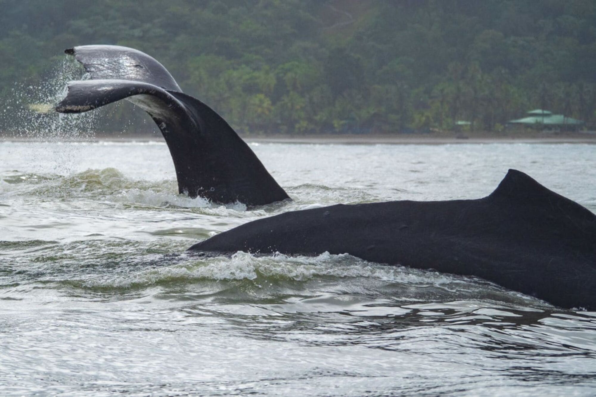 Descubre la costa del Pacífico del Chocó en Colombia