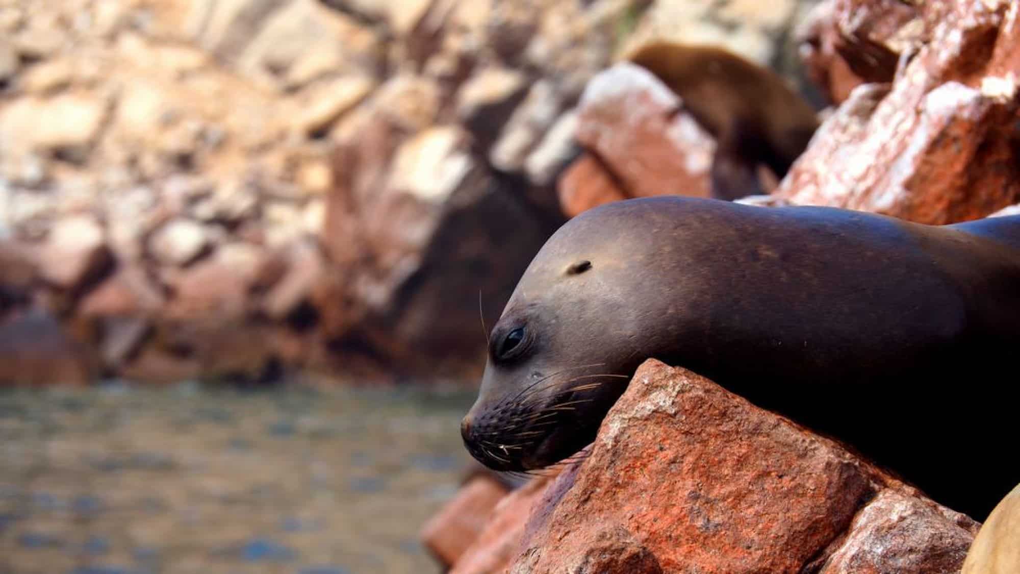 Cómo visitar las islas Ballestas en Perú