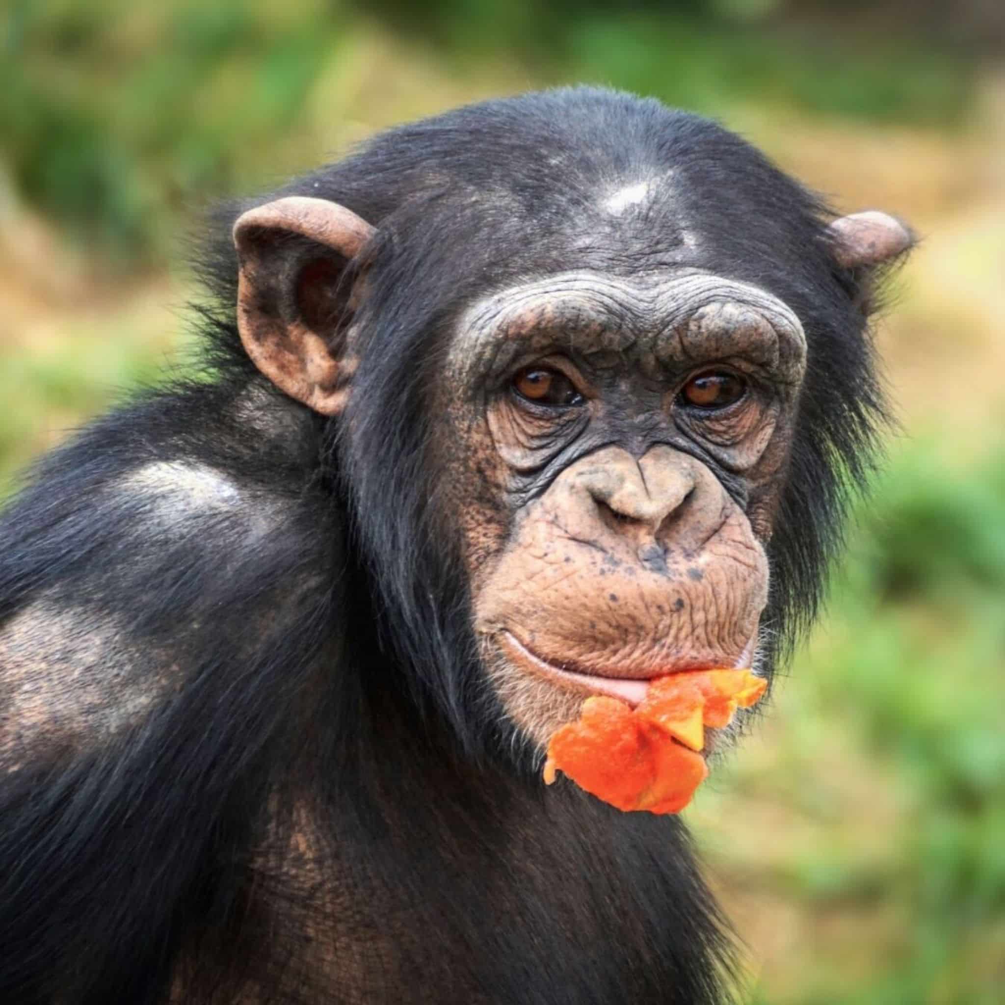Qué hacer en Uganda
